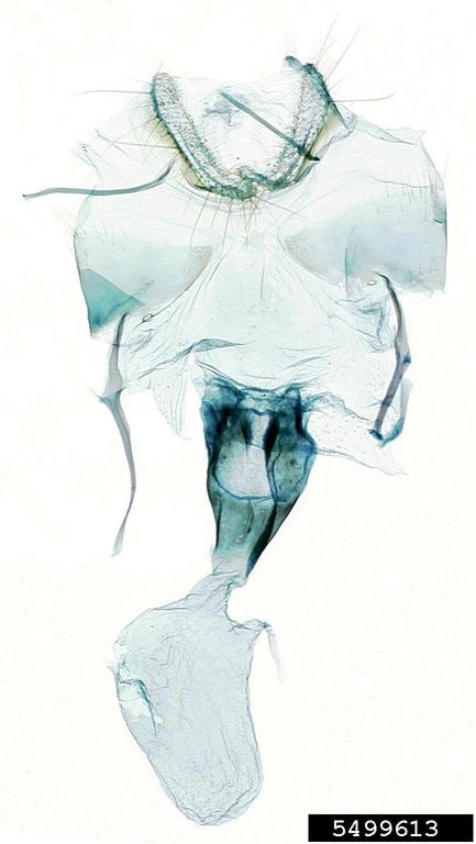 European pepper moth (Duponchelia fovealis Zeller)