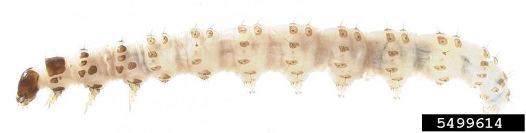 European pepper moth (Duponchelia fovealis Zeller)