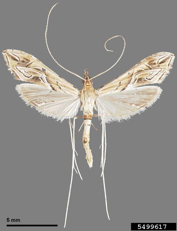 Crambid moth (Lineodes fontella Walsingham)