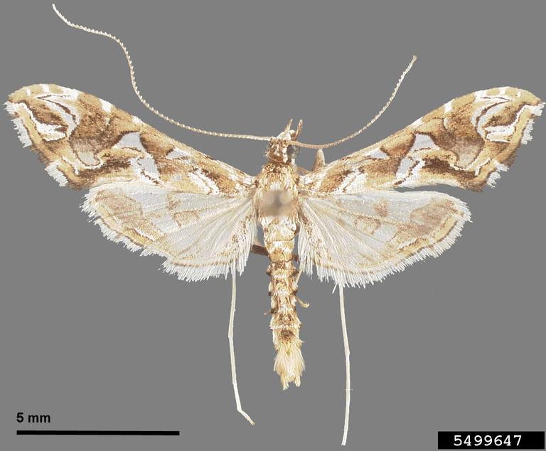 Crambid moth (Lineodes vulnifica Dyar)
