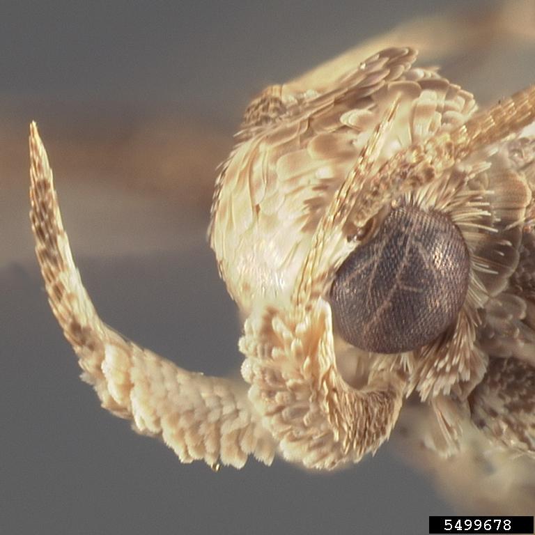 potato tuber moth (Phthorimaea operculella)