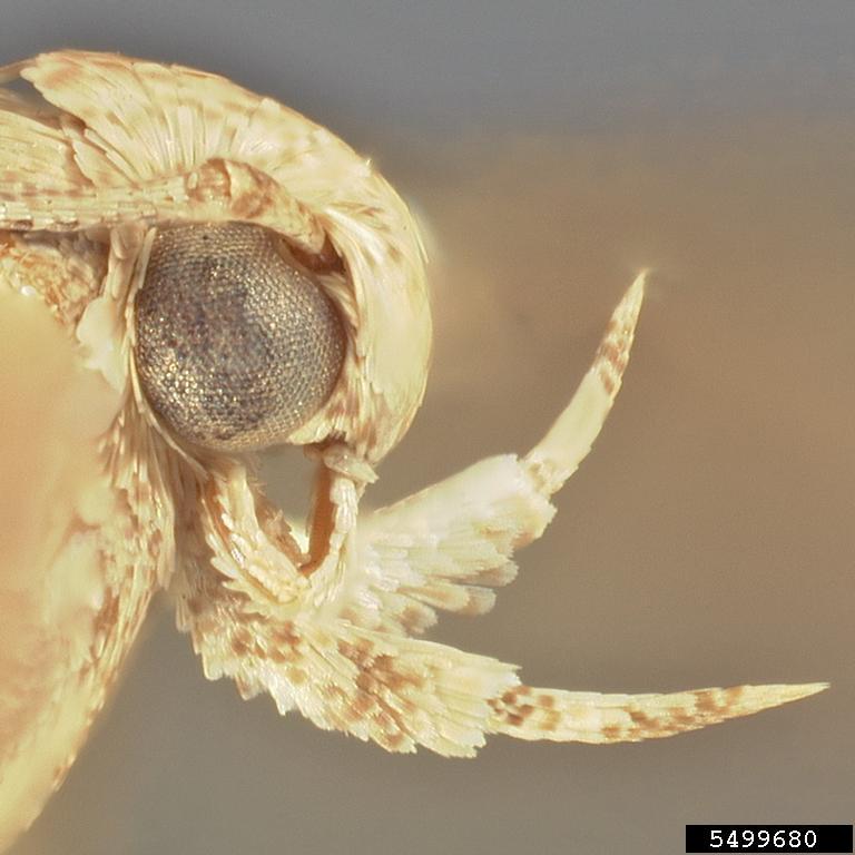 potato tuber moth (Phthorimaea operculella)