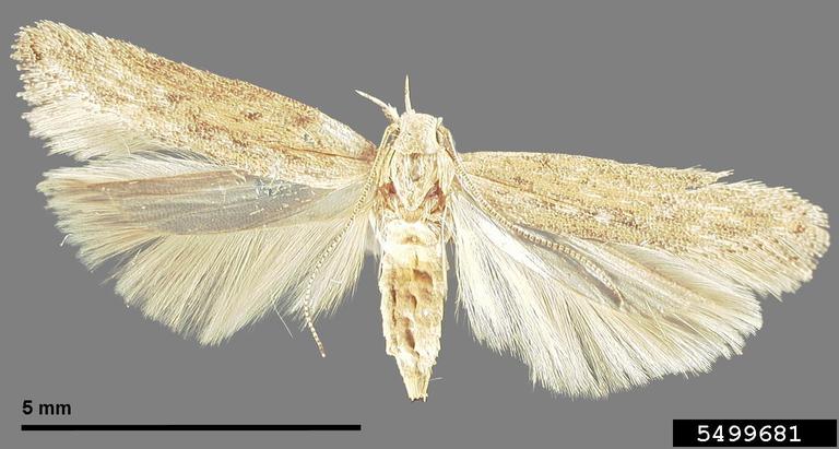 potato tuber moth (Phthorimaea operculella (Zeller))