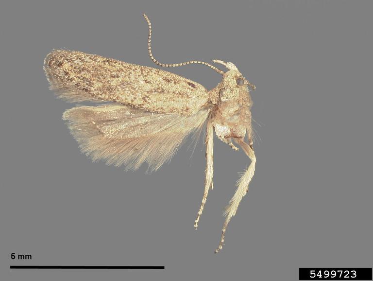 eggplant leafminer (Keiferia inconspicuella (Murtfeldt))