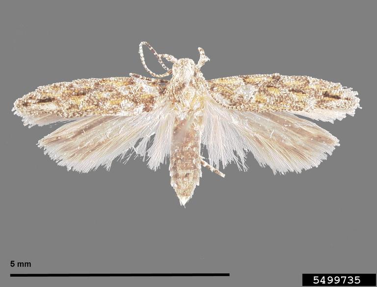 pepper flower-bud moth (Symmetrischema capsicum)