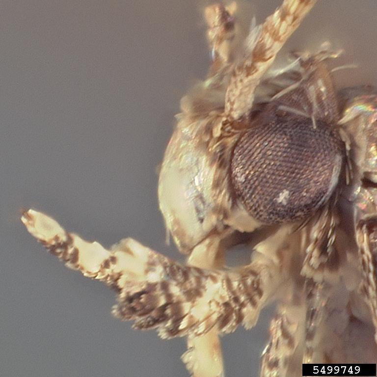 tomato leafminer (Tuta absoluta)