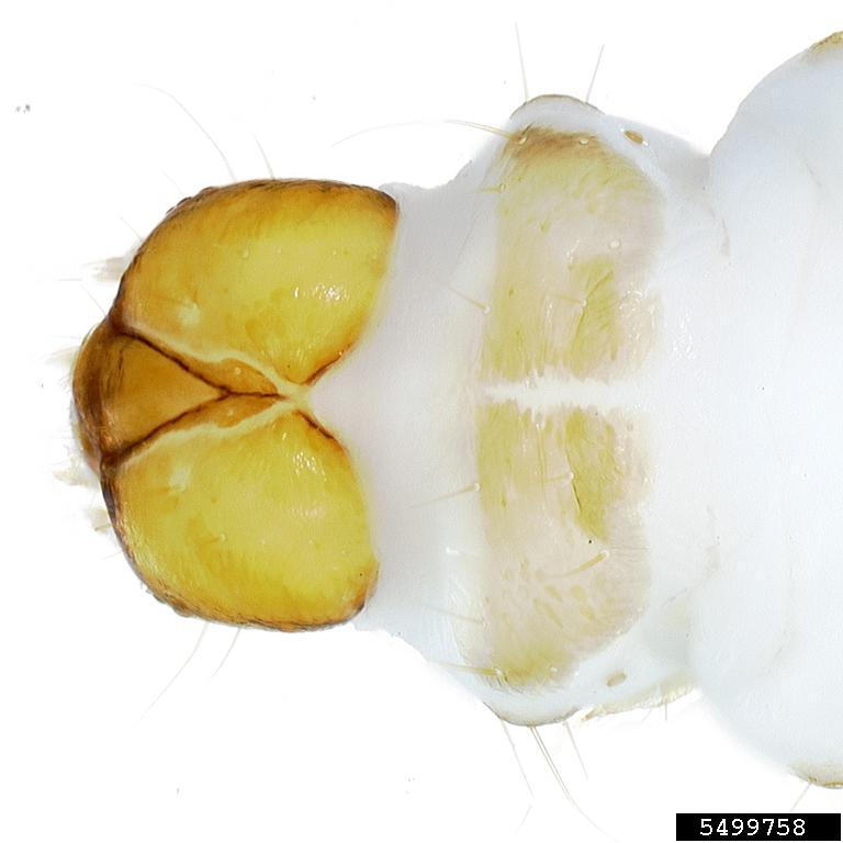 Central American tuber moth (Tecia solanivora)