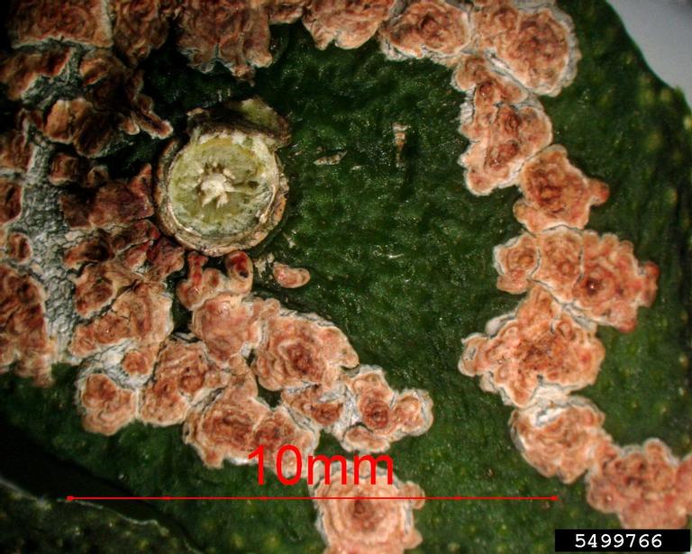 sweet orange scab (Elsinoe australis Bitanc. & Jenkins)