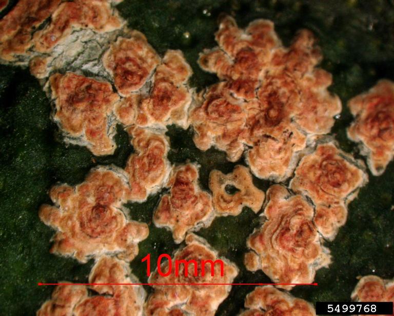 sweet orange scab (Elsinoe australis Bitanc. & Jenkins)