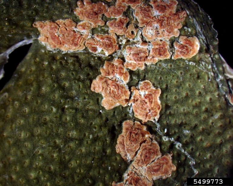 sweet orange scab (Elsinoe australis Bitanc. & Jenkins)