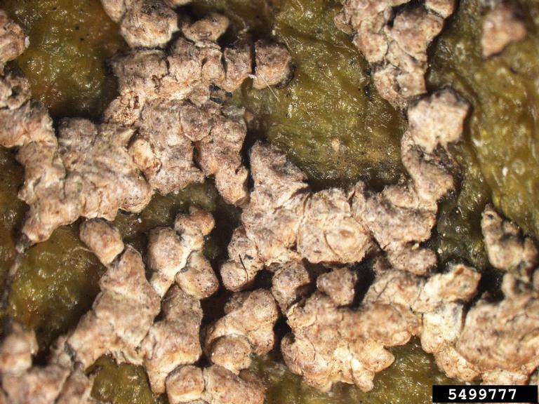 sour orange scab (Elsinoe fawcettii Bitanc. & Jenkins)