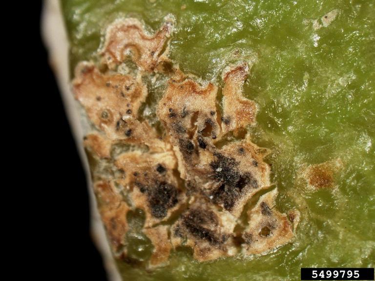 Coniothyrium fungi (Genus Coniothyrium Corda)