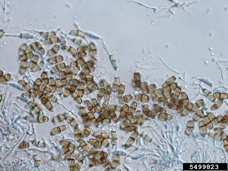 Pestalotiopsis fungus (Pestalotiopsis adusta (Ellis & Everh.) Steyaert)