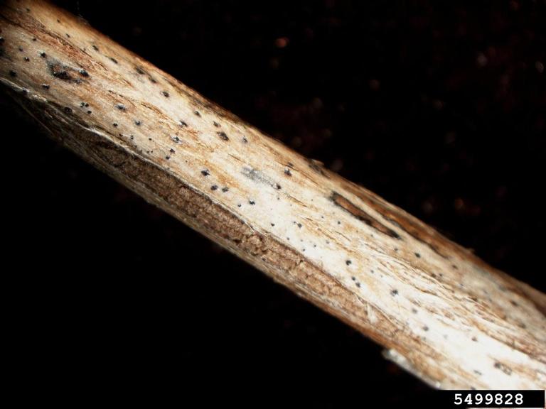 Phoma blights (Genus Phoma Sacc.)