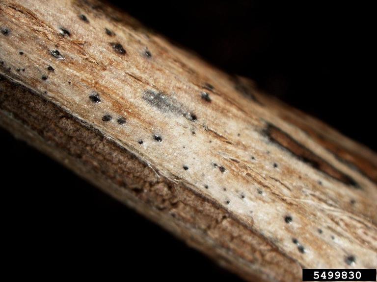 Phoma blights (Genus Phoma Sacc.)