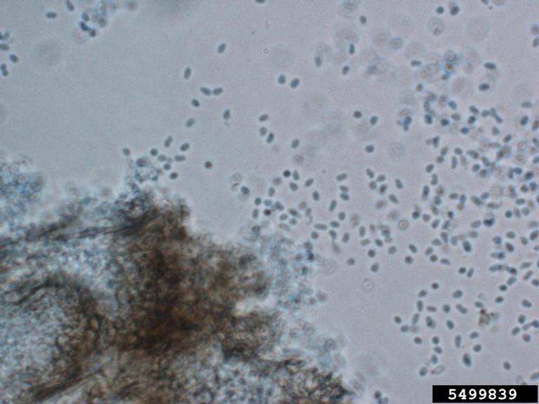 Phoma blights (Genus Phoma Sacc.)