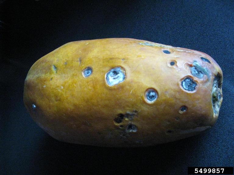 Alternaria black molds / stem cankers (Genus Alternaria Nees)