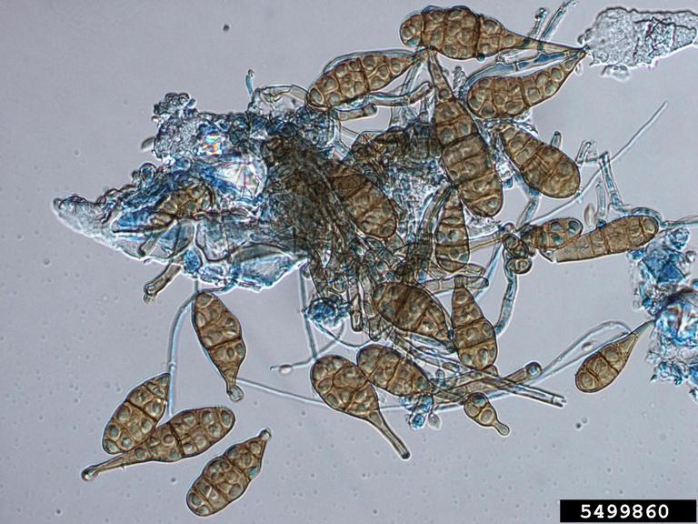 Alternaria black molds / stem cankers (Genus Alternaria Nees)
