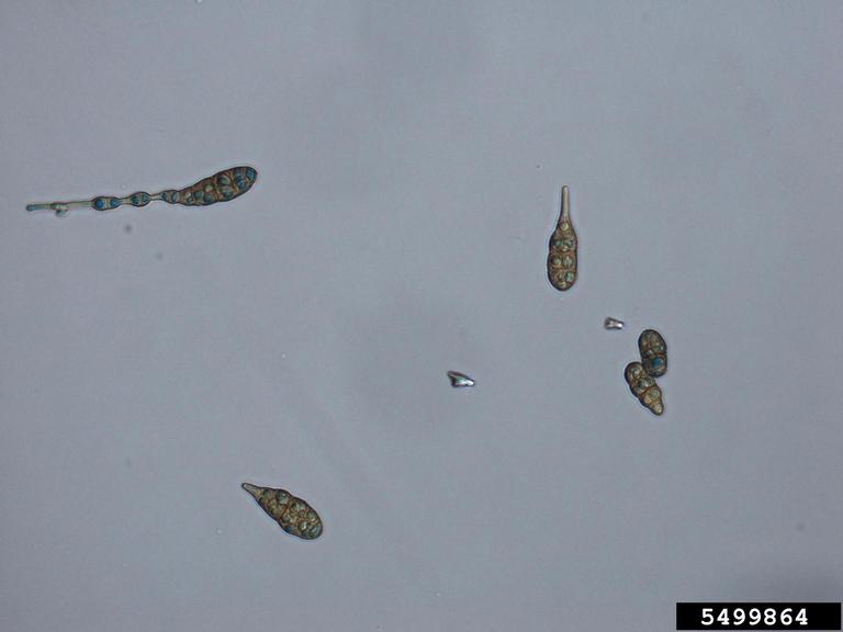 Alternaria black molds / stem cankers (Genus Alternaria Nees)