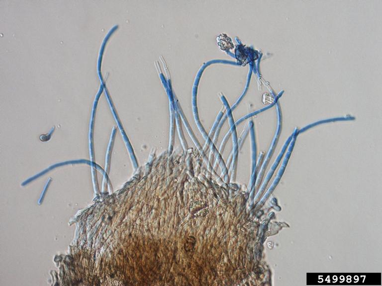 Cercospora fungus (Cercospora coleroides Sacc.)