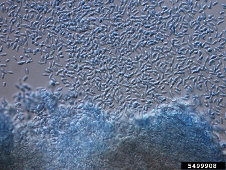 Phomopsis cankers and twig blights (Genus Phomopsis (Sacc.) Bubák)