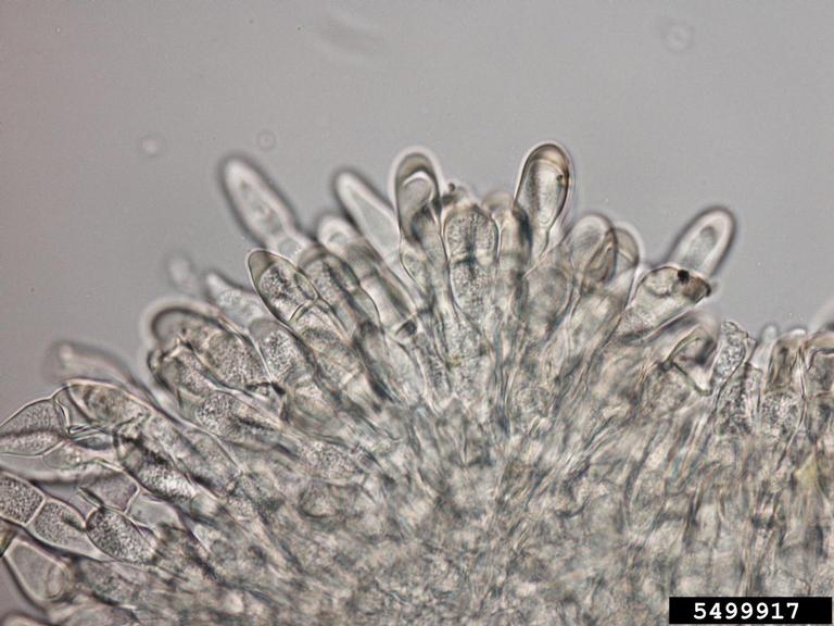 chrysanthemum white rust (Puccinia horiana P. Hennings)