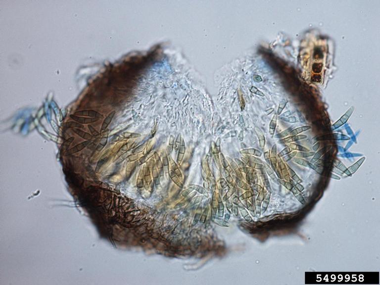 Leptosphaeria leaf blight (Genus Leptosphaeria)