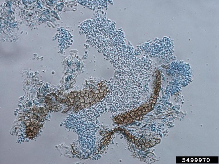 Ectophoma multirostrata