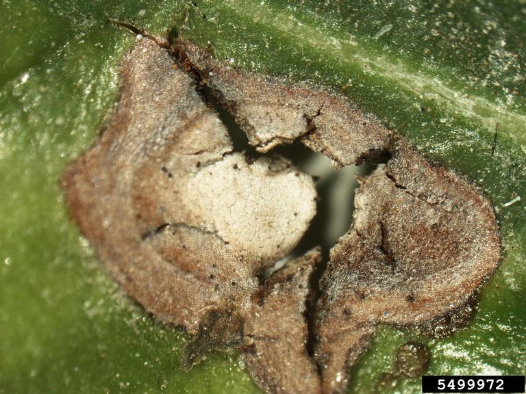 Mycosphaerella fungus (Mycosphaerella gardeniae (Cooke) Henn.)