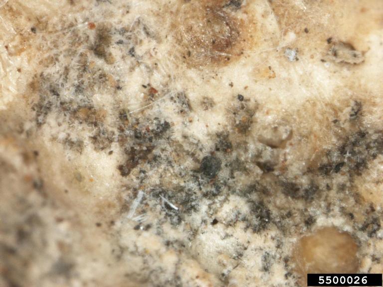 Fusarium wilts, blights, rots and damping-off (Genus Fusarium Link)