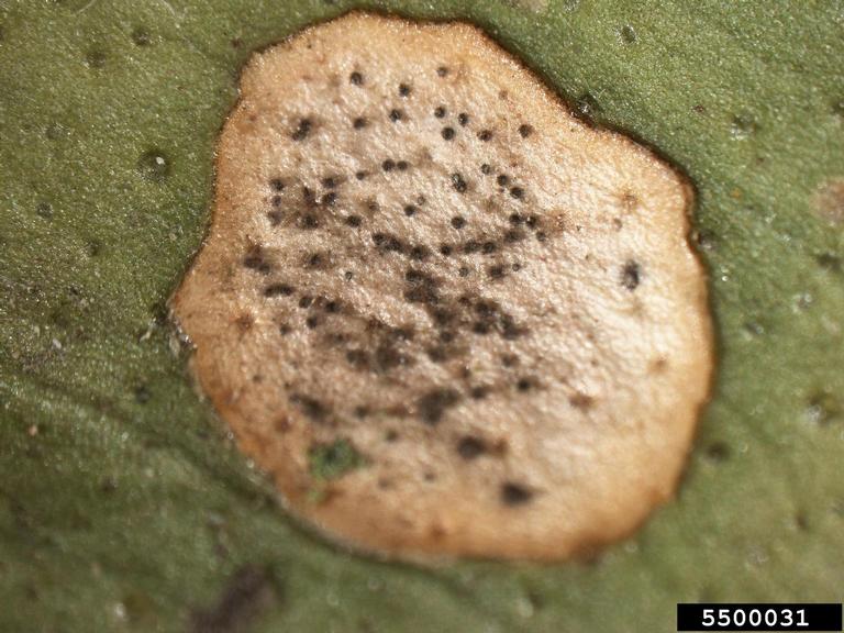 Mycosphaerella citri Whiteside (Synonym for Zasmidium citrigriseum (F.E ...