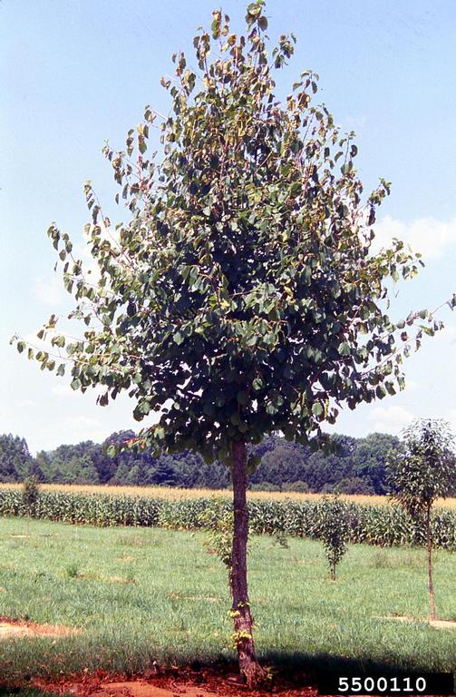 Turkish hazelnut (Corylus colurna)