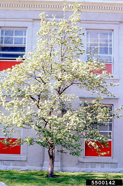 downy hawthorn (Crataegus mollis Scheele)