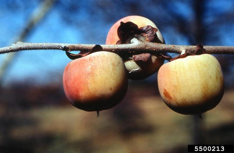 common persimmon (Diospyros virginiana)