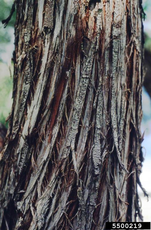 Russian olive (Elaeagnus angustifolia)