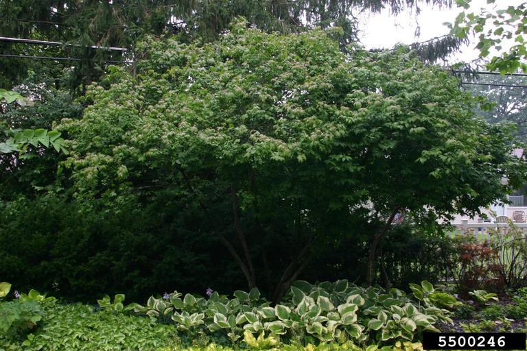 winged burning bush (Euonymus alatus (Thunb.) Sieb.)
