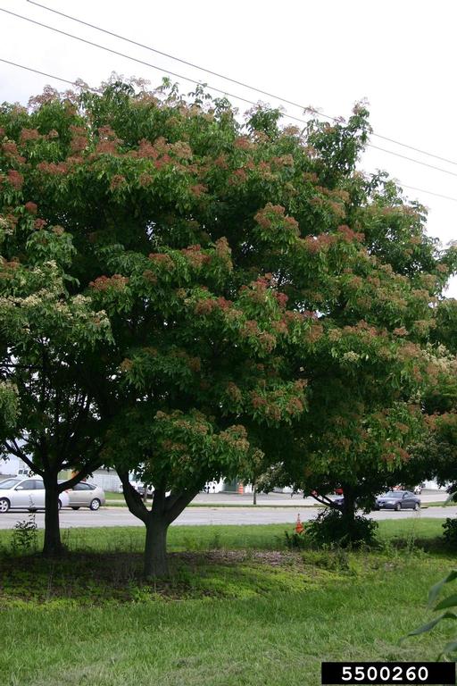 Korean evodia (Evodia daniellii)