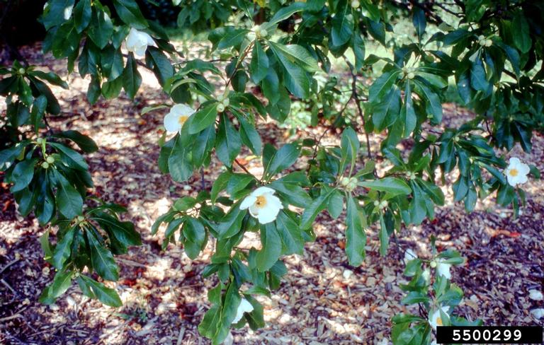 Franklin tree (Franklinia alatamaha Bartram ex Marsh.)