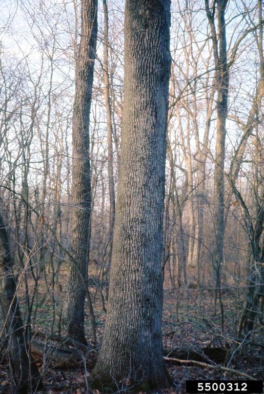 white ash (Fraxinus americana)