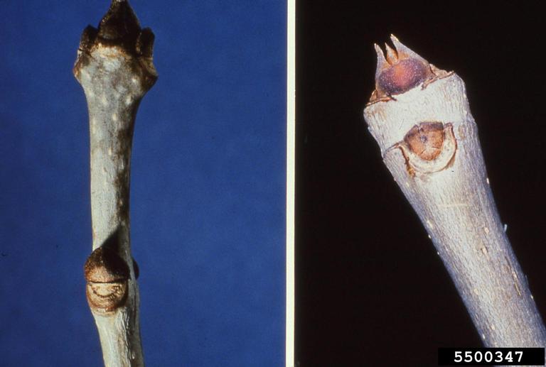 ash (Genus Fraxinus)