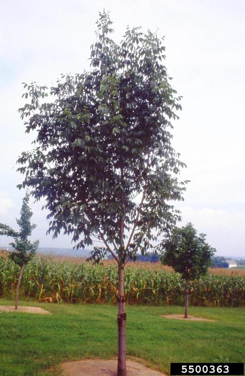 pumpkin ash (Fraxinus profunda)