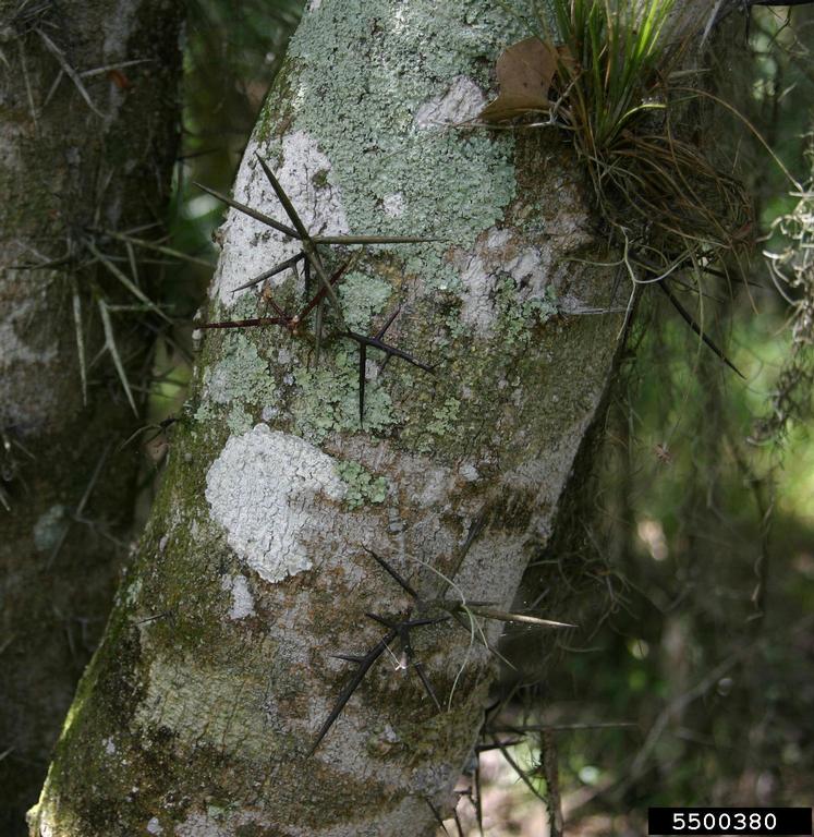 water locust (Gleditsia aquatica)