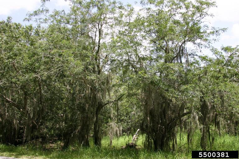 water locust (Gleditsia aquatica)