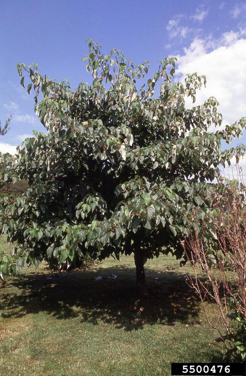 igiri tree (Idesia polycarpa Maxim.)