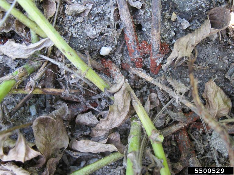 Cylindrocladium black rot (Cylindrocladium parasiticum Crous, M.J ...