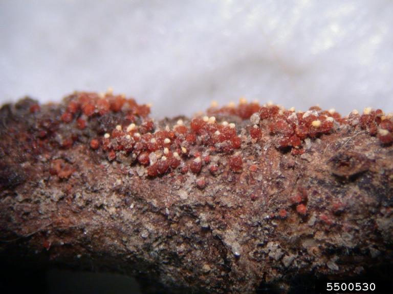 Cylindrocladium black rot (Cylindrocladium parasiticum Crous, M.J ...