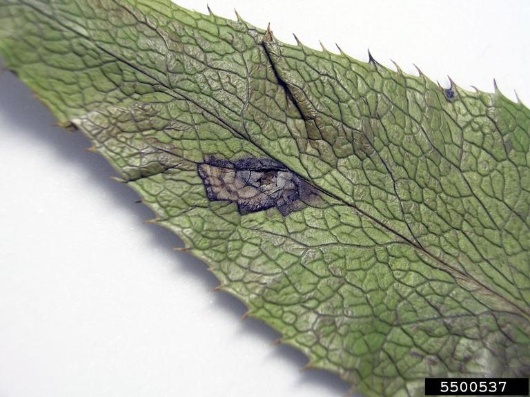 Coniothyrium hellebori (Synonym for Microsphaeropsis hellebori)