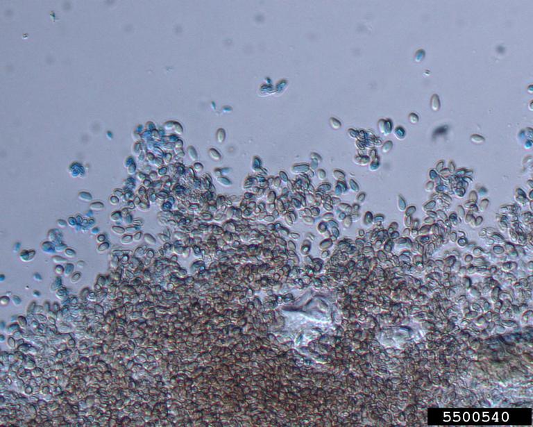 Coniothyrium hellebori Cooke & Massee, 1887 (Synonym for ...