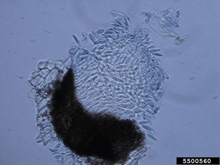 Fusicoccum canker (Genus Fusicoccum)