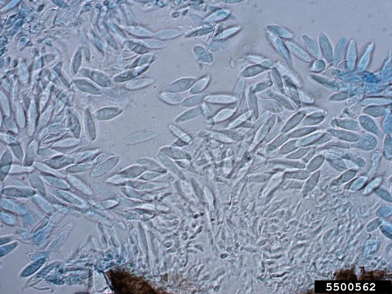 Fusicoccum canker (Genus Fusicoccum)